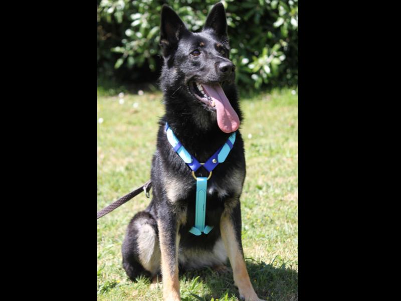 Harnesses | Biothane & Ruffwear Dog Harness | Delta Canine