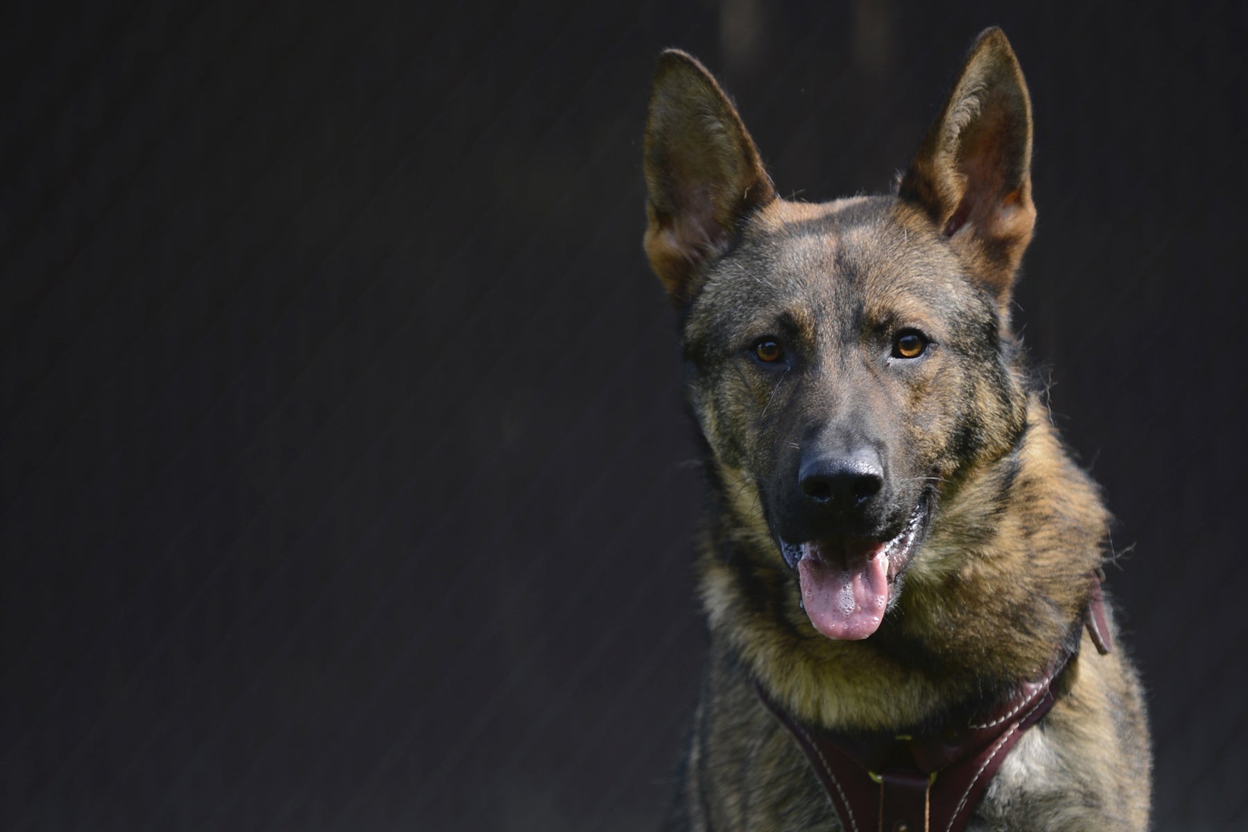 Quality Training Products For Dogs | Delta Canine