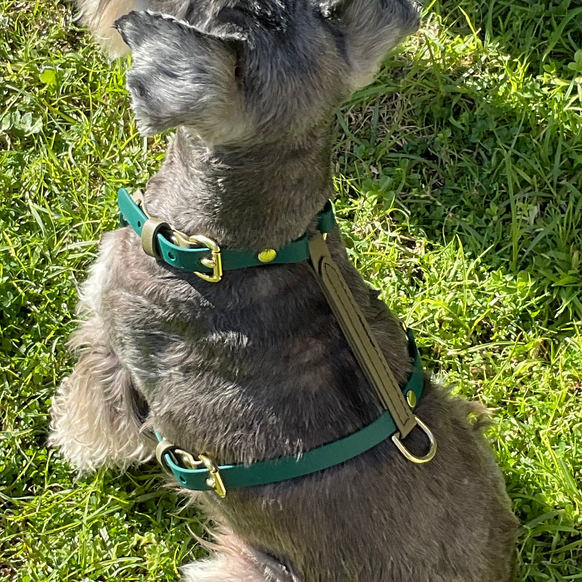 Biothane Harnesses – Delta Canine